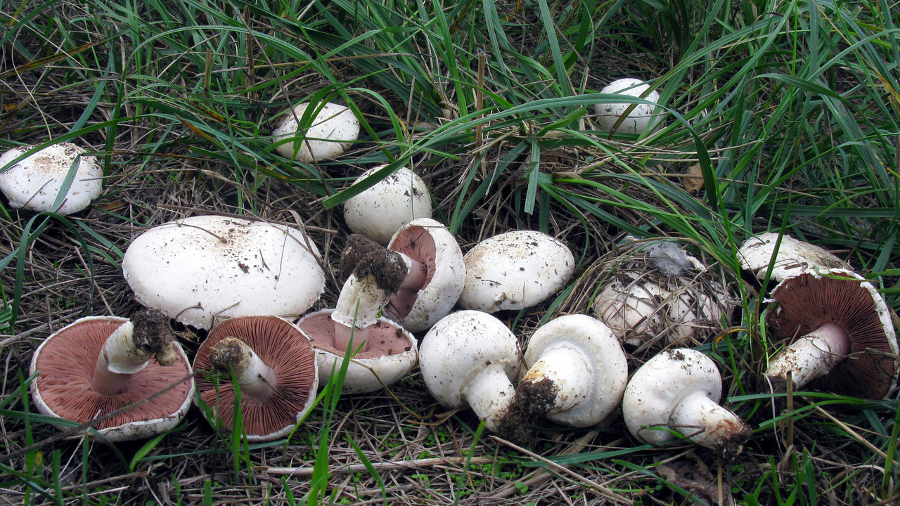 Agaricus campestris AWP 20201002 — Postimages