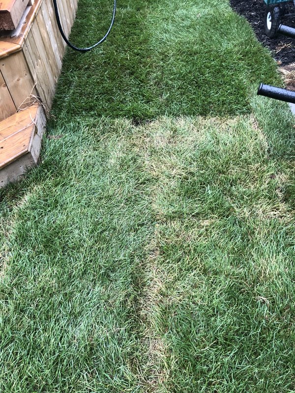 New sod looks great except this one spot… | Lawn Care Forum