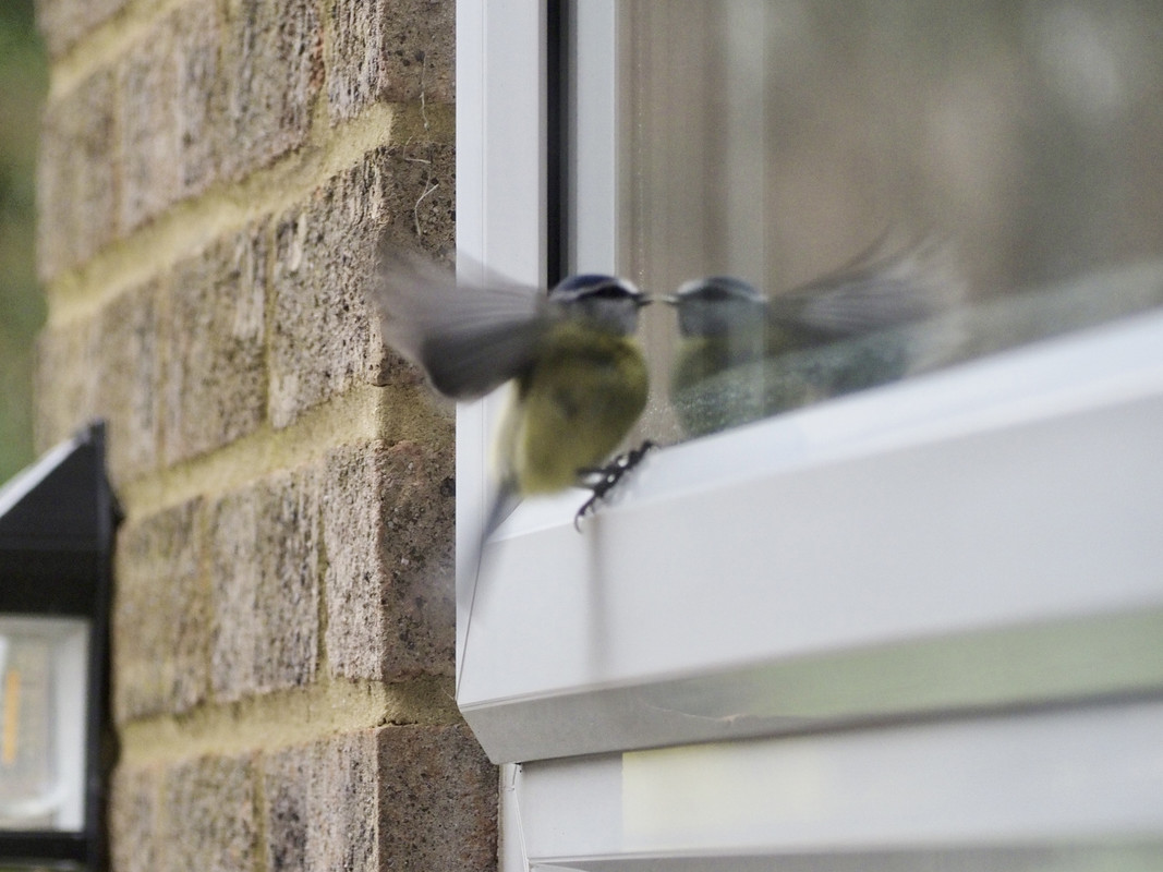 IMG 2294 — Postimages