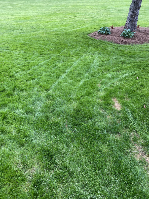Grass falling down | Lawn Care Forum