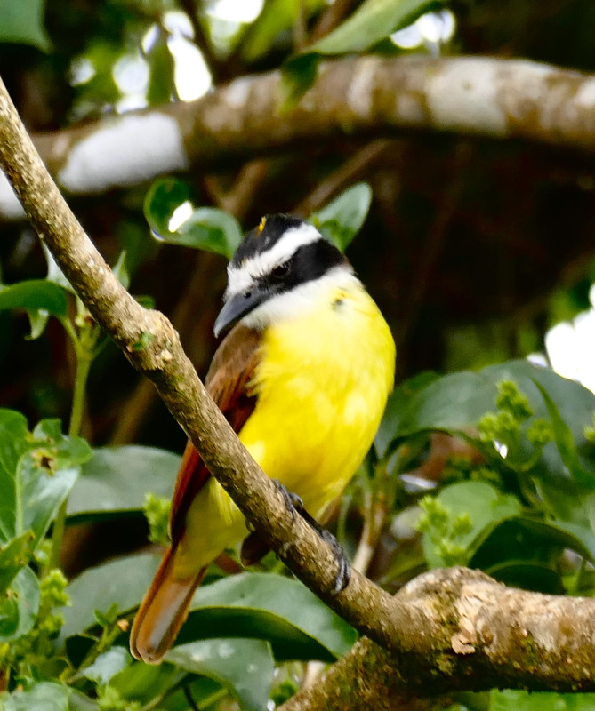 E95 E40 C8 995 B 4 FF1 95 E1 FB0 BA7 B98 DD7 — Postimages