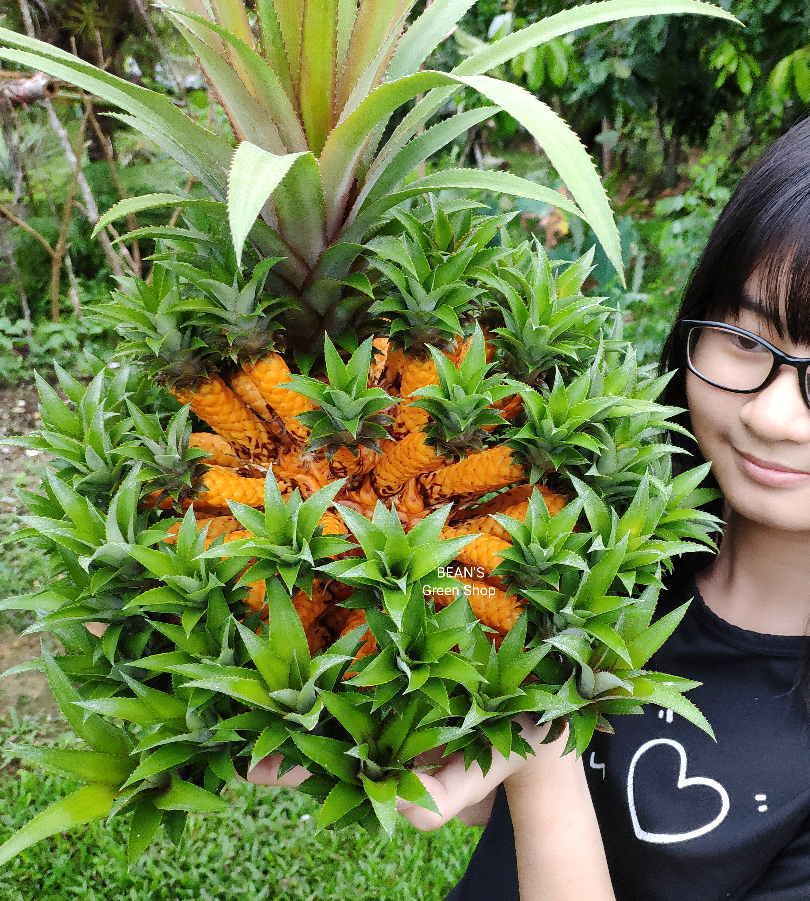 100 Crown Pineapple 12 — Postimages