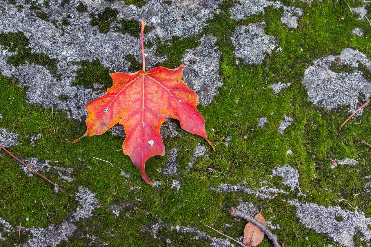 Kear Walking 2 — Postimages