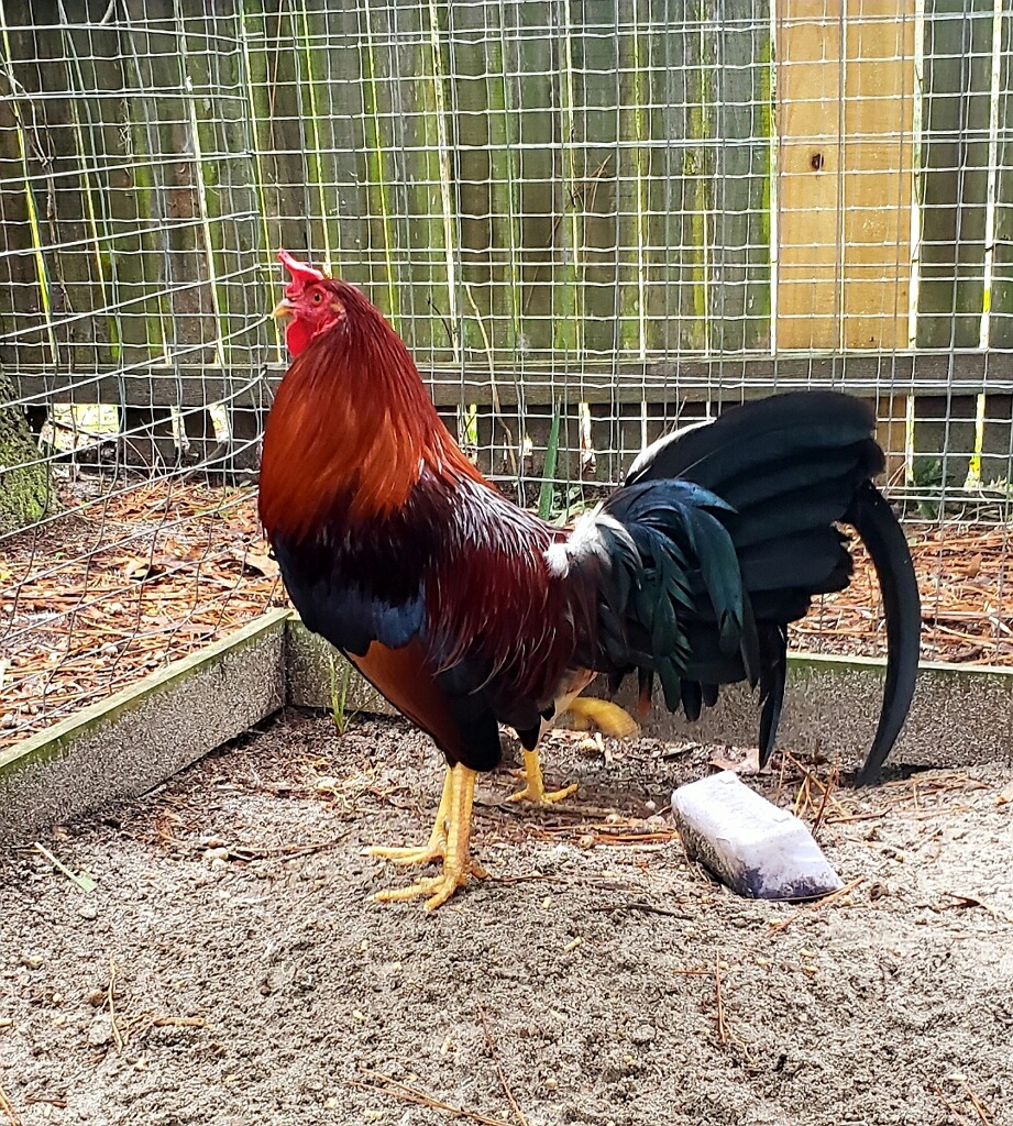 imagejpeg 0 — Postimages