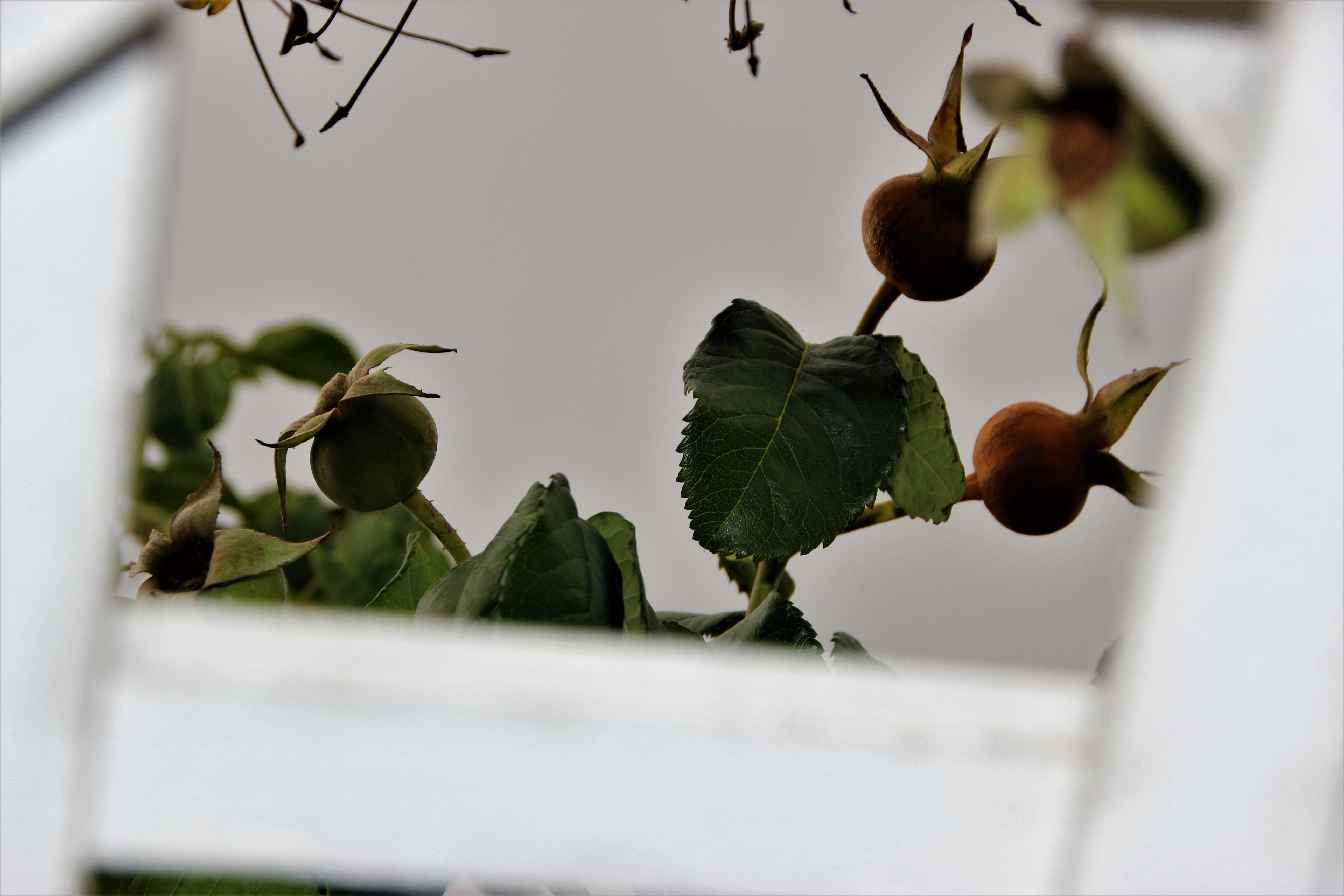 IMG 4366 — Postimages