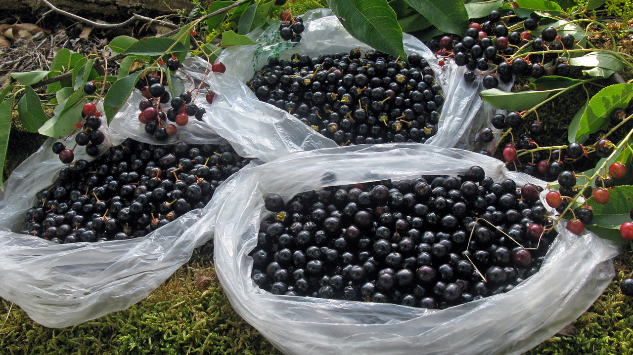 IMG 1099 — Postimages