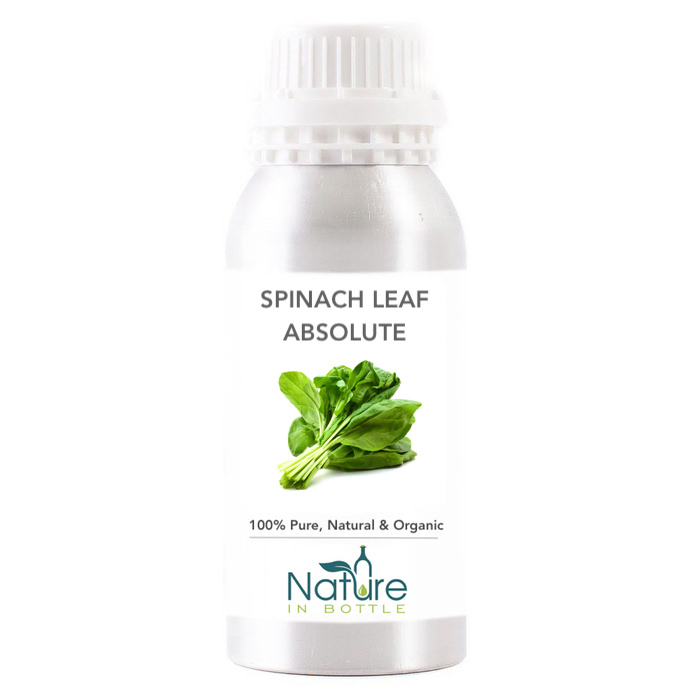 Spinach Leaf Absolute Essential Oil Organic