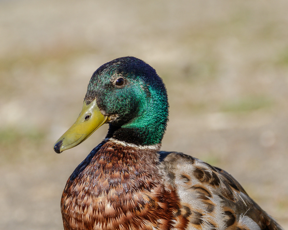 Mallard 98 — Postimages