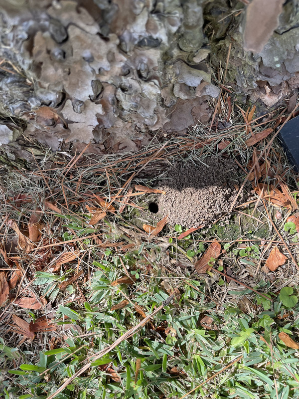 Help identifying a hole bored in yard | Home & Garden