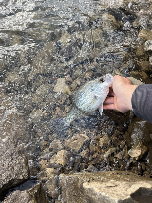 Other Species Latest Catch Pics Thread - Page 117 - Other Fish Species ...