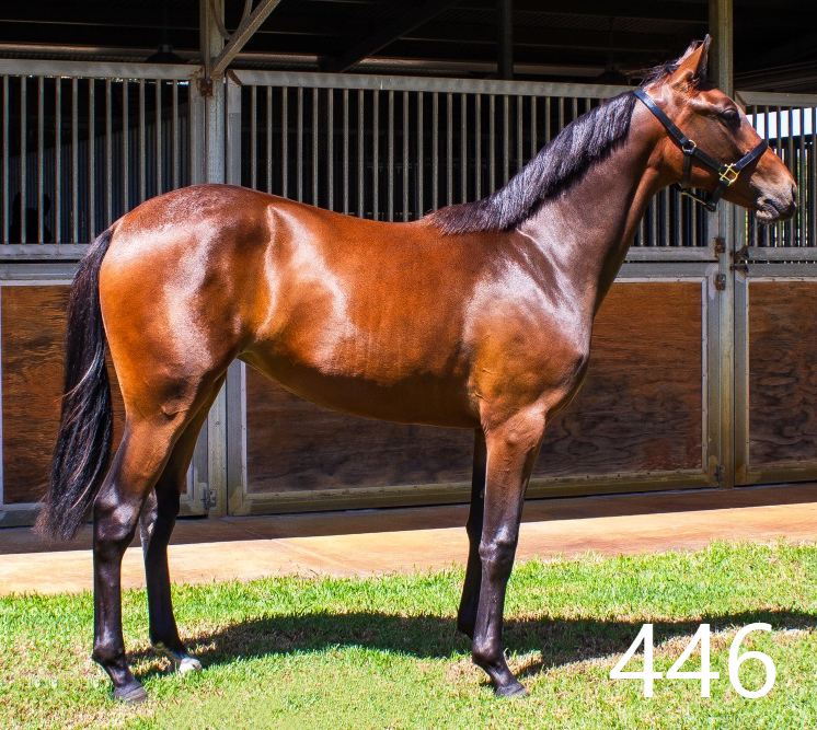 News Article - Australian Harness Racing