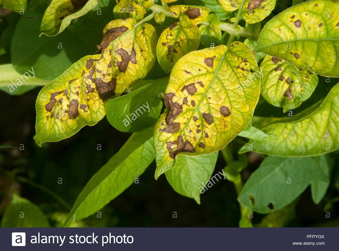 potato leaves damaged by magnesium deficiency close up PFPYGX — Postimages
