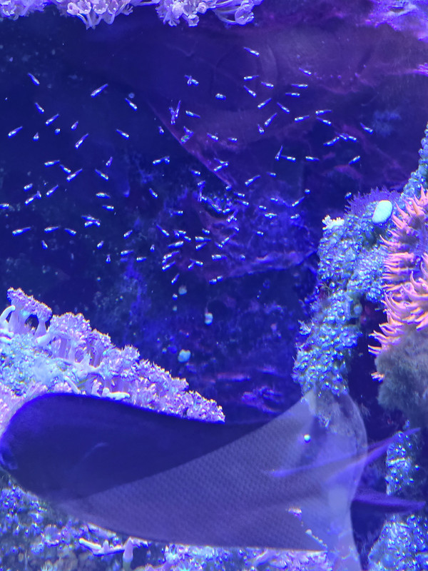 Baby fish — Postimages