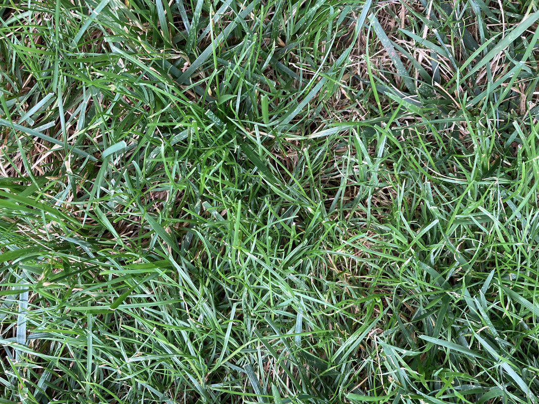 Velocity on poa triv | Lawn Care Forum