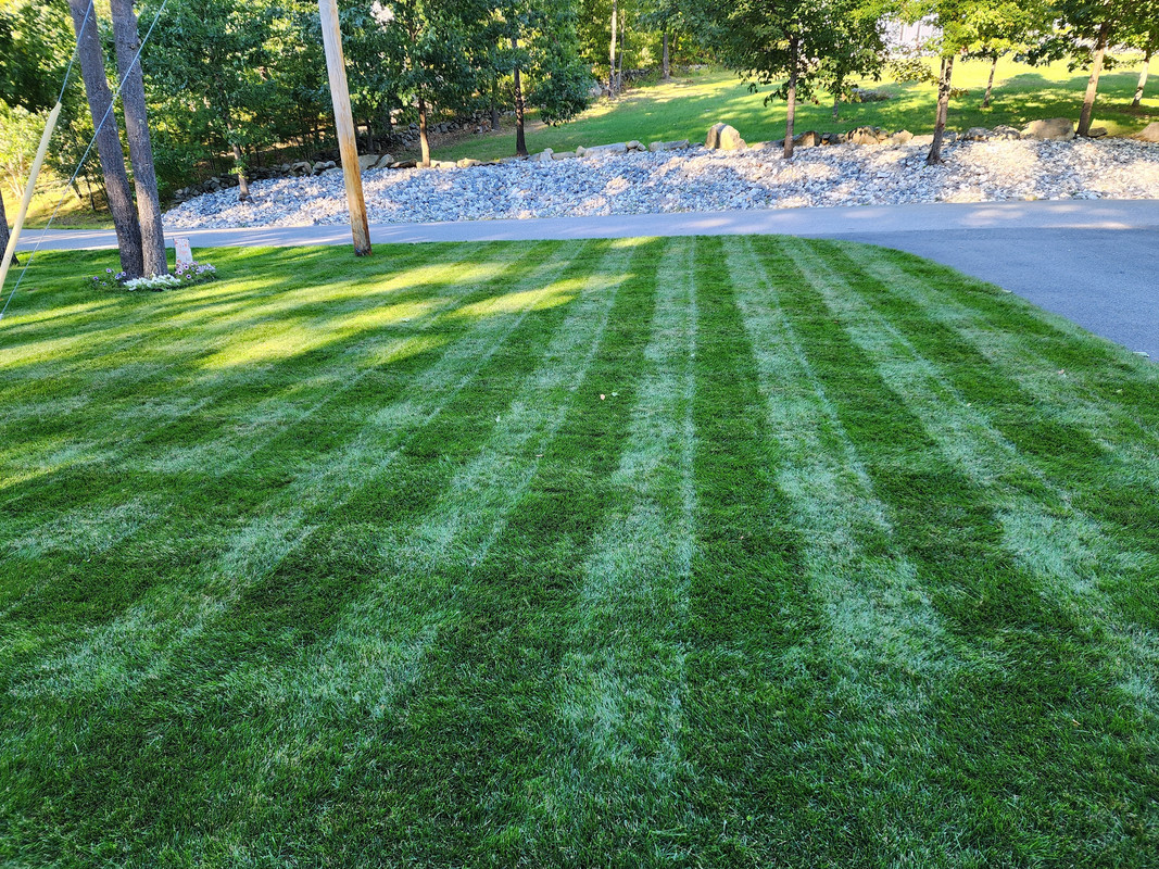 I Concede My Battle Against Poa Triv | Lawn Care Forum