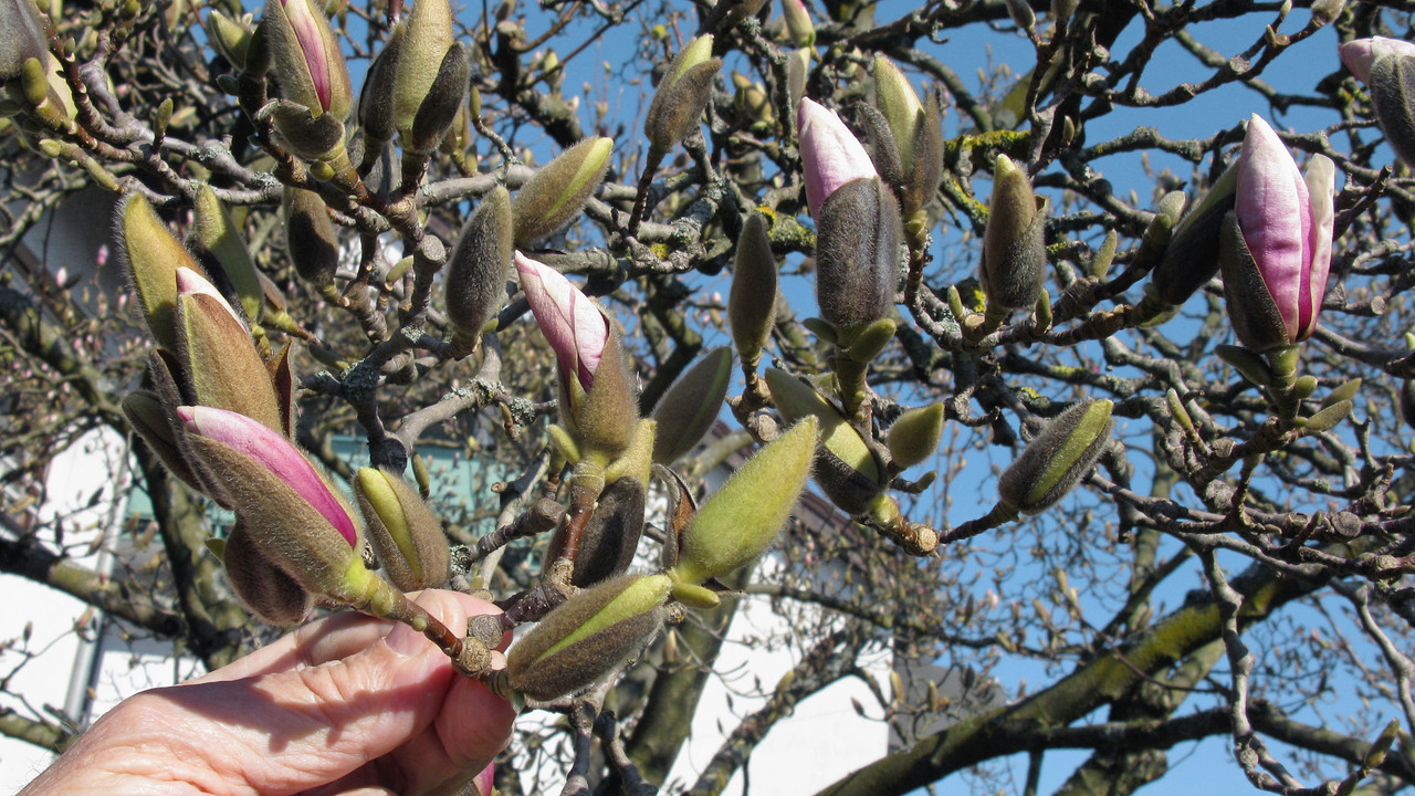 IMG 3655 — Postimages