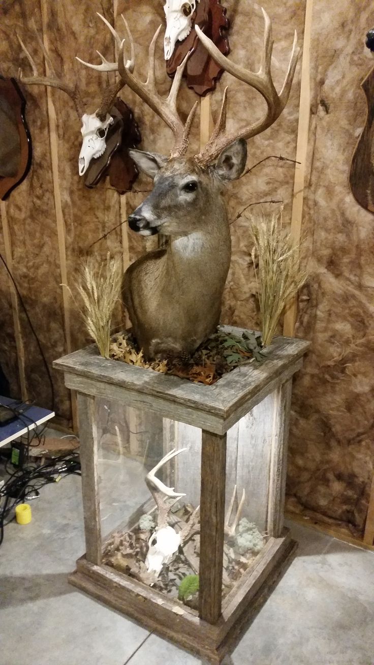 Whitetail Pedestal Mount — Postimages