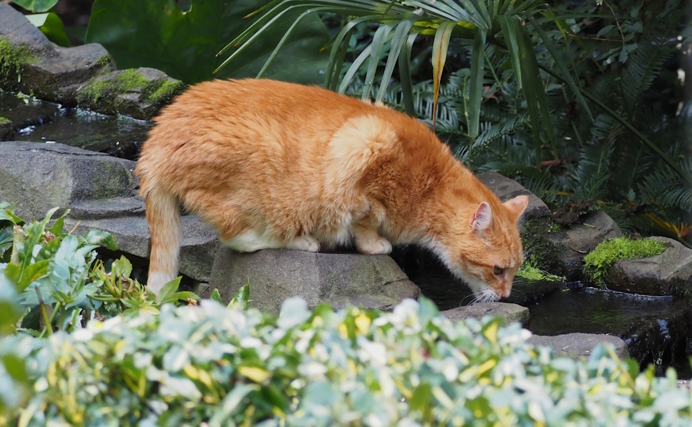 I like animals - The Amphitheatre Forum - TigerNet