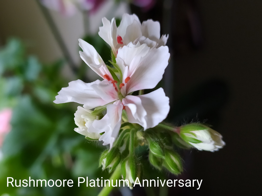 IMG 20210414 093923 — Postimages