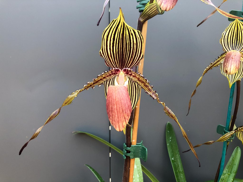 Paph Susan Booths | Slippertalk Orchid Forum