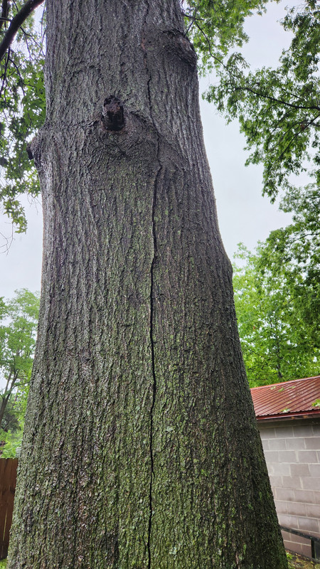 tree 1 — Postimages