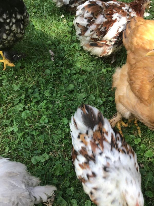 B395619 F 5728 4389 BAAB 0 DB05 F9782 BD — Postimages