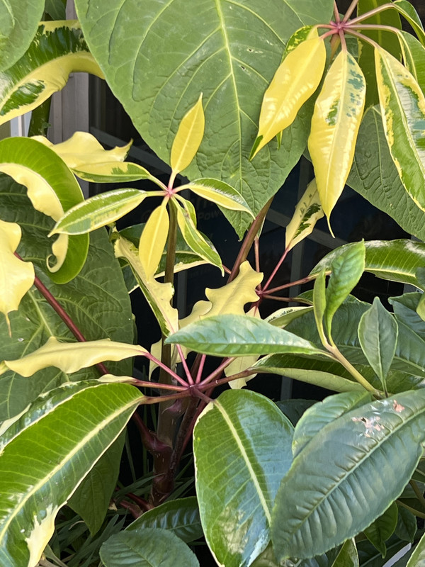 IMG 5347 — Postimages