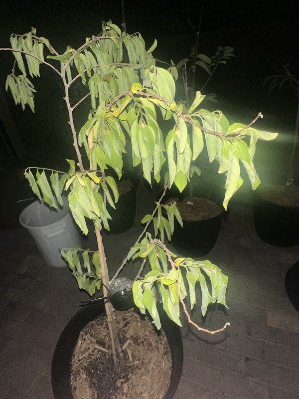 IMG 2017 — Postimages