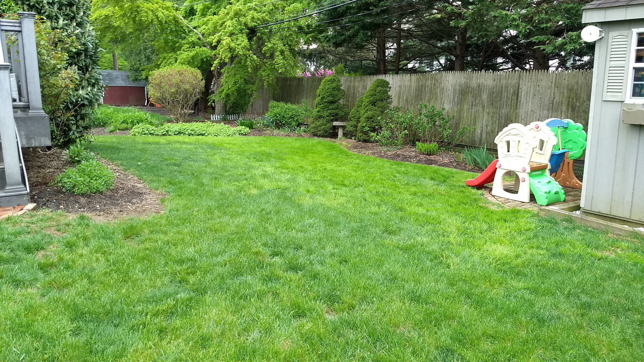Is this Poa Triv? (pics) | Lawn Care Forum