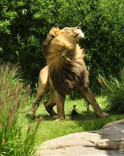 [GB+USD] Aiyla’s Art S :|: Lioden