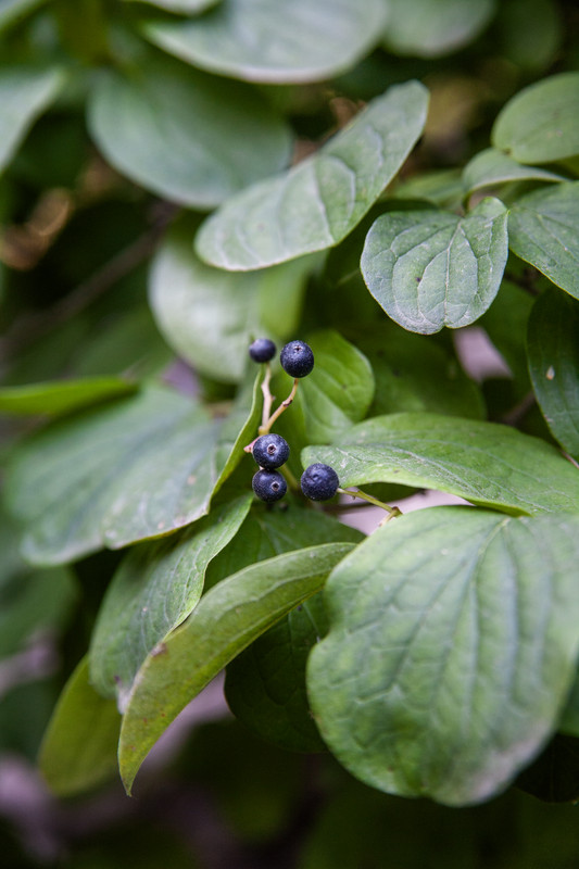 MG 4774 SCNHG OK — Postimages