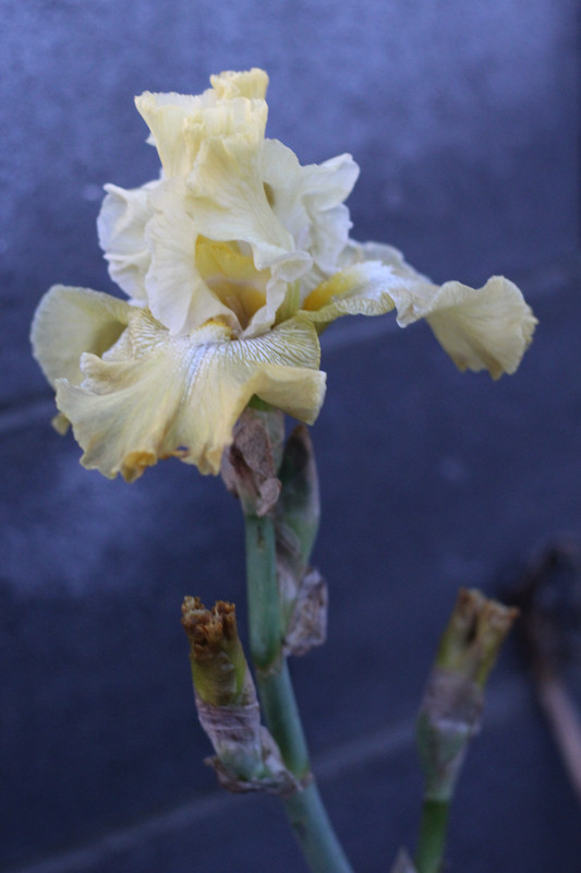 IMG 8278 — Postimages