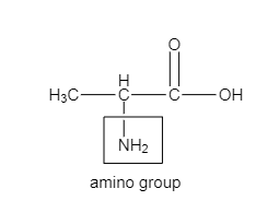 Identify the functional groups in each compound. Alanine. | Quizlet