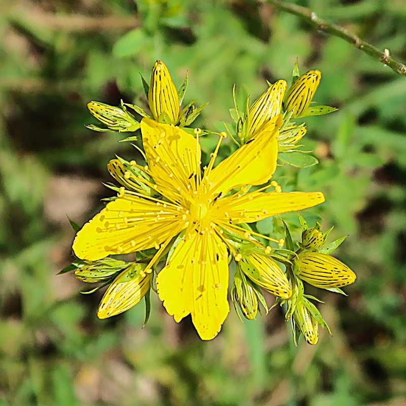 St John's Wort 077 — Postimages