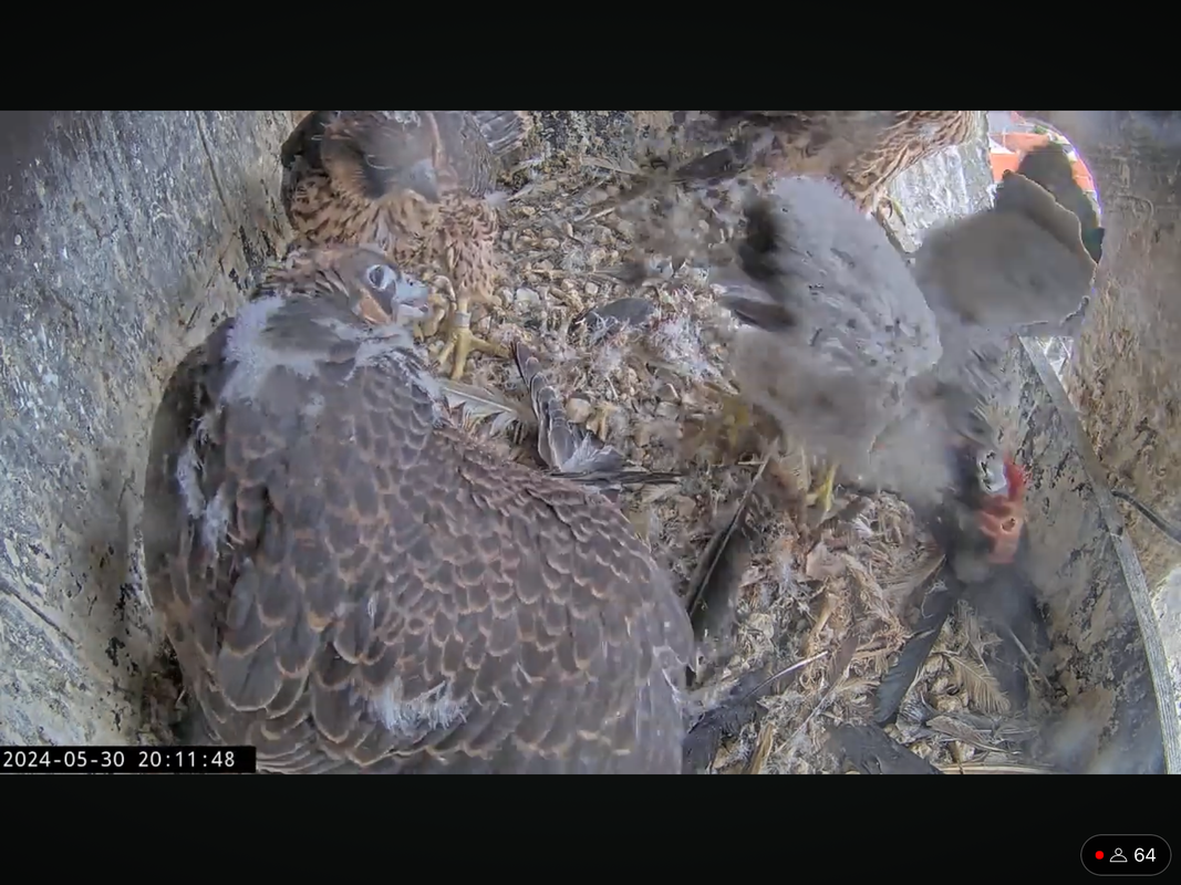 IMG 1258 — Postimages