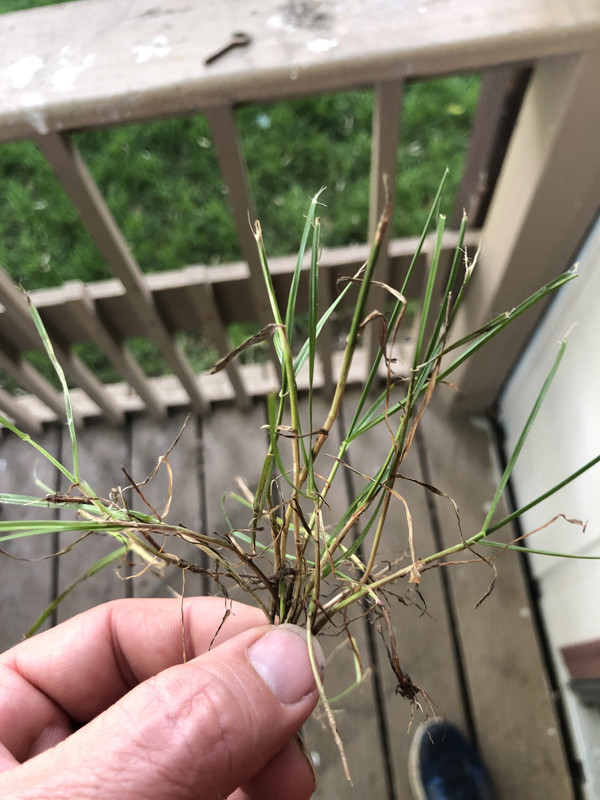 Stalky Perennial Ryegrass | Lawn Care Forum
