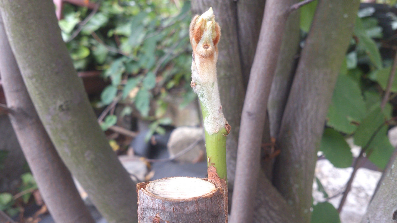 DSC 3231 — Postimages