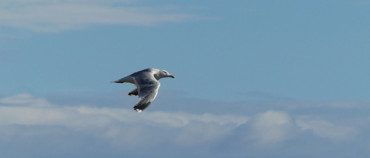 FLYING GULL 1 140823 — Postimages