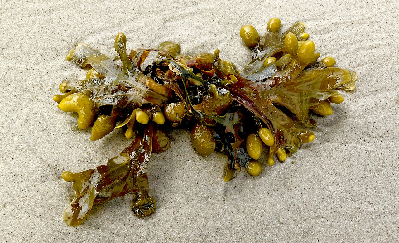 38 FEC6 ED 1 DC9 4 D99 B041 5 F79 D9397 A44 — Postimages