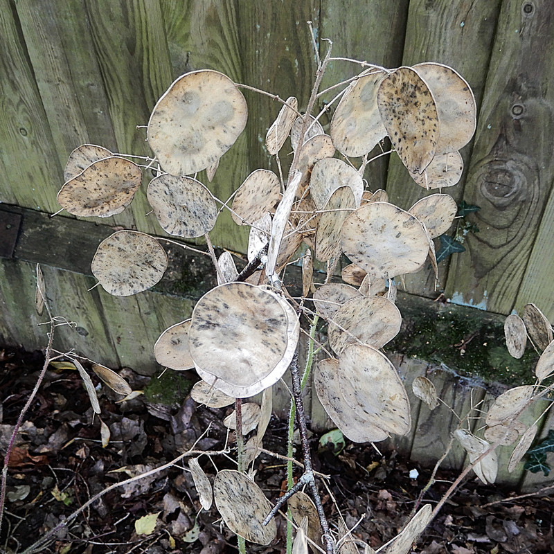 Honesty Seedhead 2024 09 04 025 — Postimages