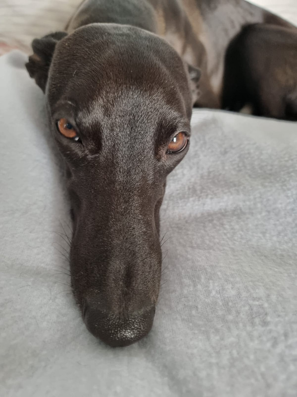 Skinny Face Dog — Postimages