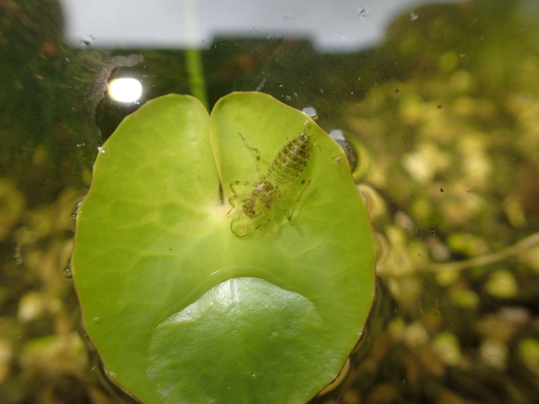 Damselfly nymphs in paddle pool - Wildlife Ponds Forum - Pond Life