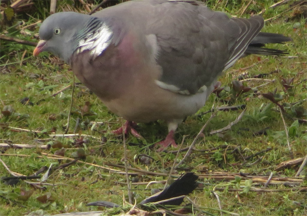 Wood Pigeon | Marnix's Bird Gallery