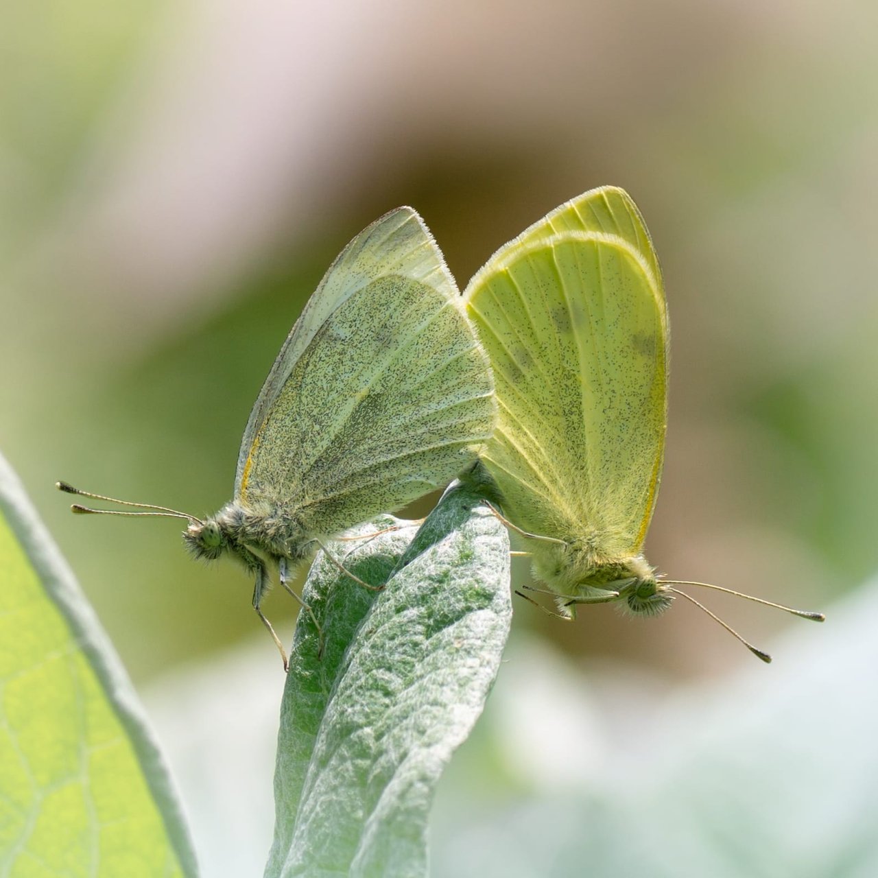 IMG 20240520 WA0000 — Postimages