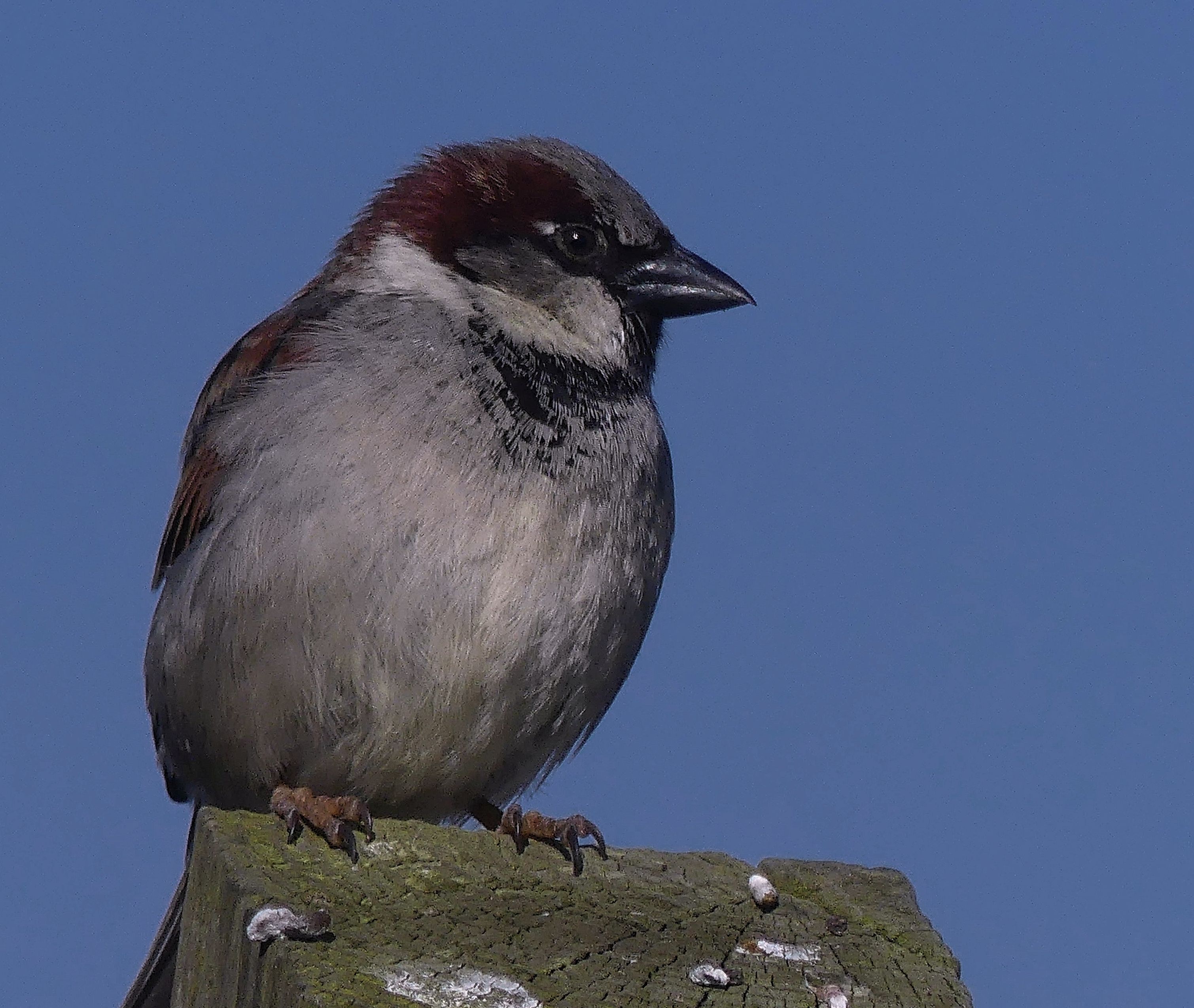 SPARROW 5 A — Postimages