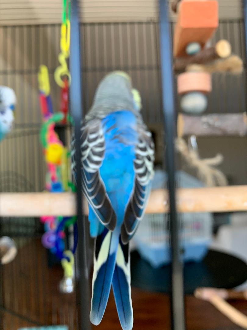 stub tail — Postimages