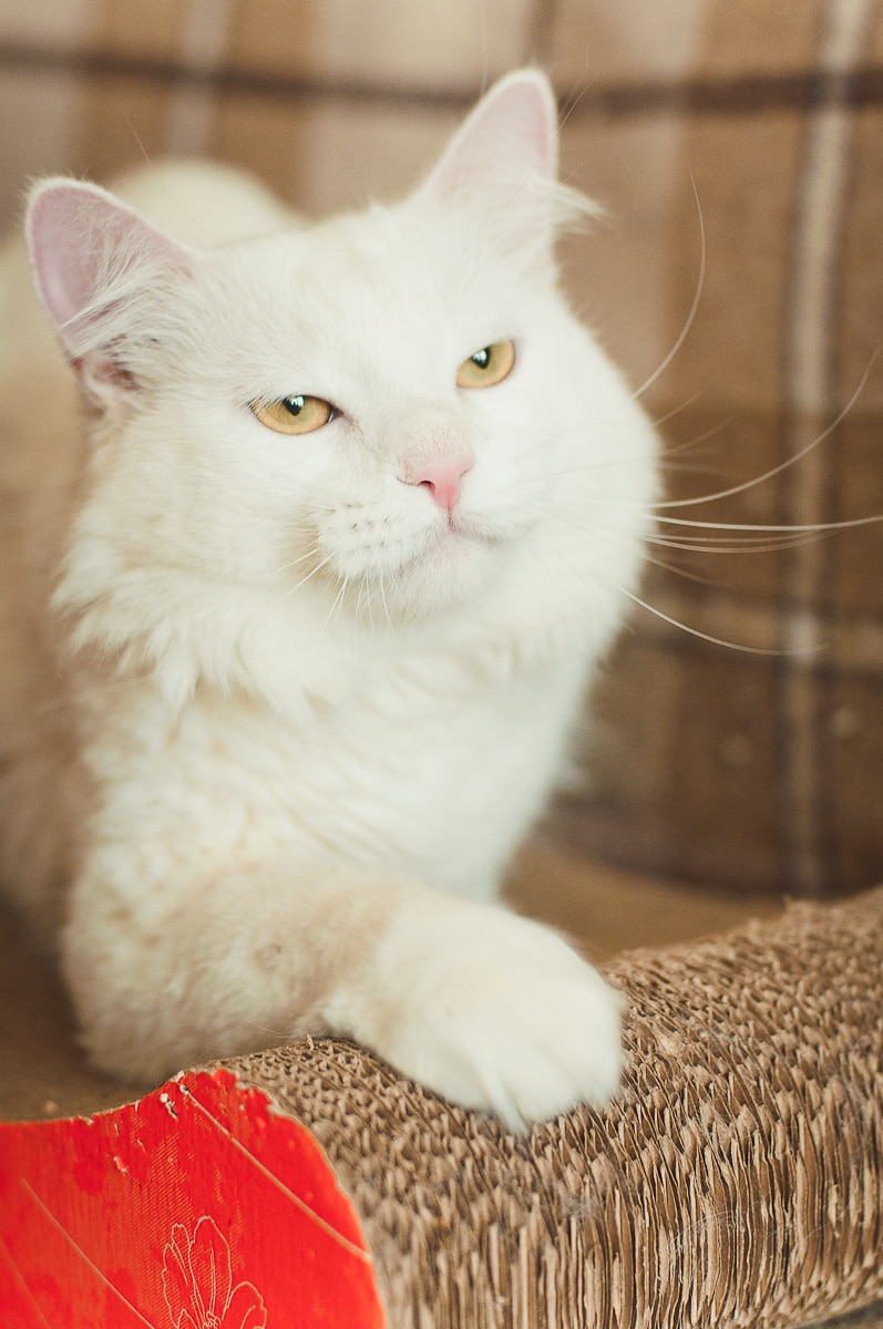 vik 102 — Postimages