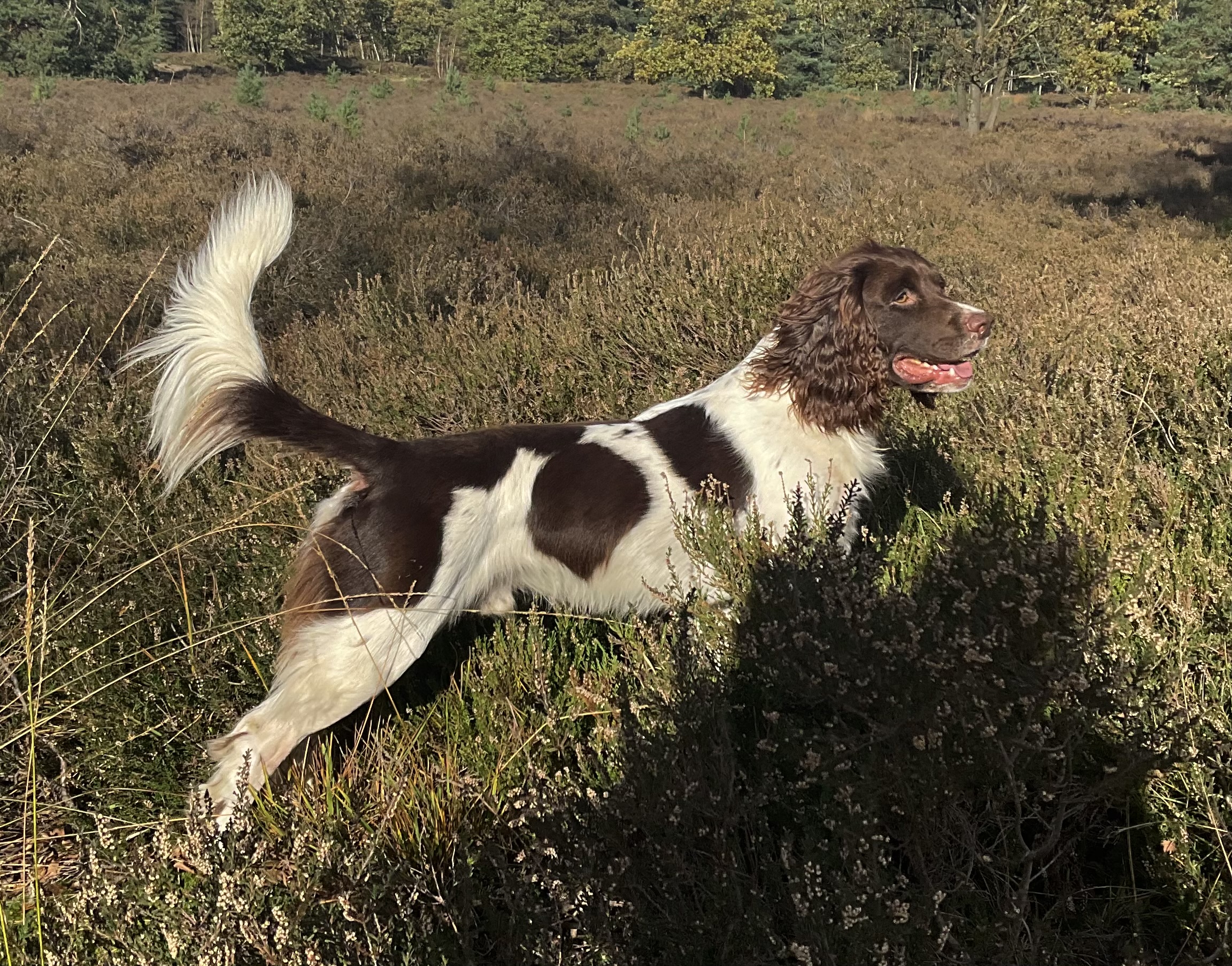 IMG 1826 — Postimages