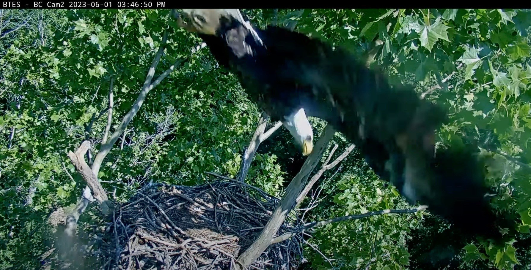 Adult Leaving Top of Tree — Postimages