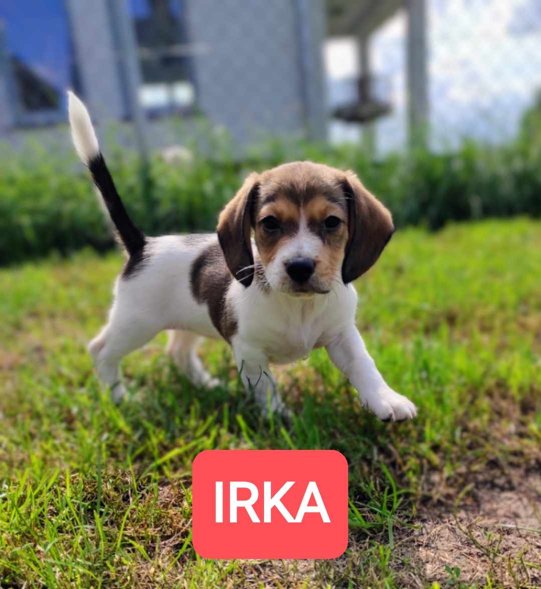 Irka — Postimages